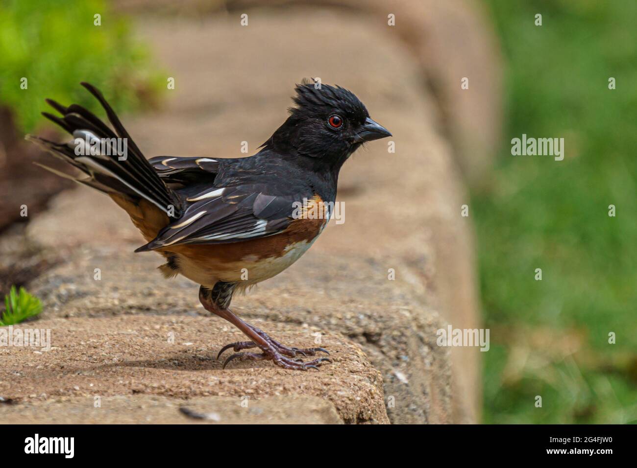 Male Eastern Towhee Stock Photo - Alamy