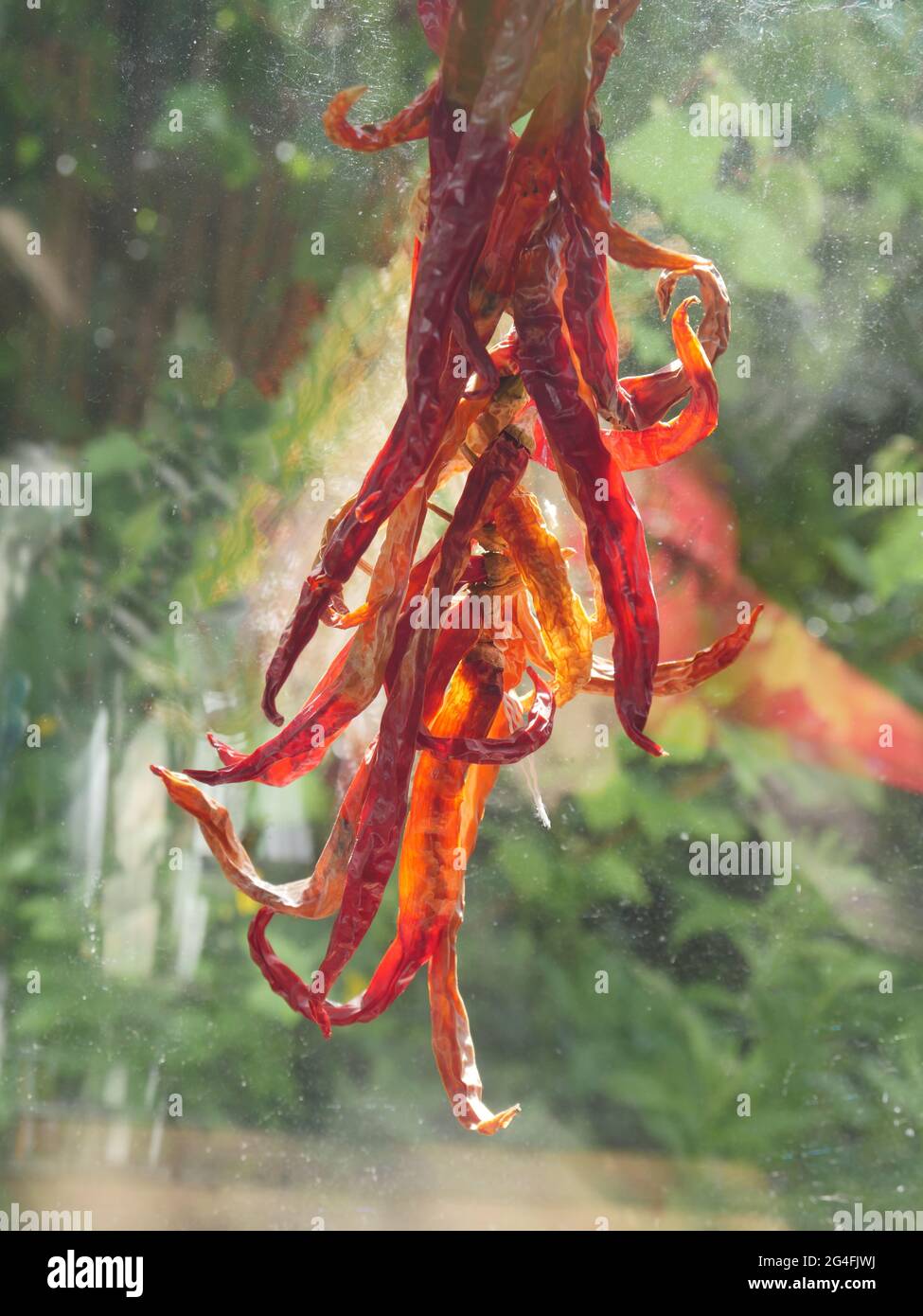 Dried Chilli hanging in window, backlit Stock Photo - Alamy