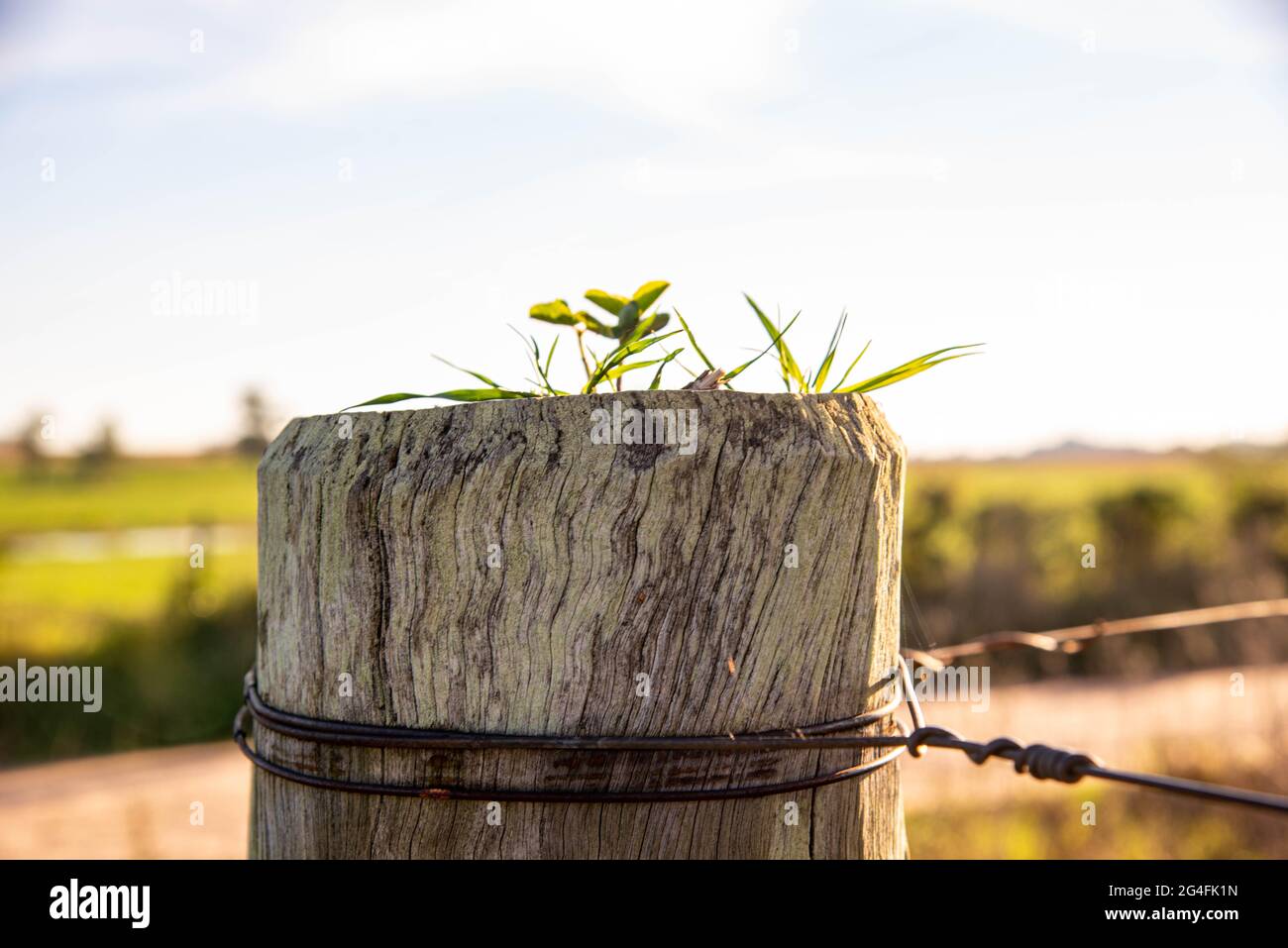 Plant germinating on a rural property fence post. Nature and biology ...