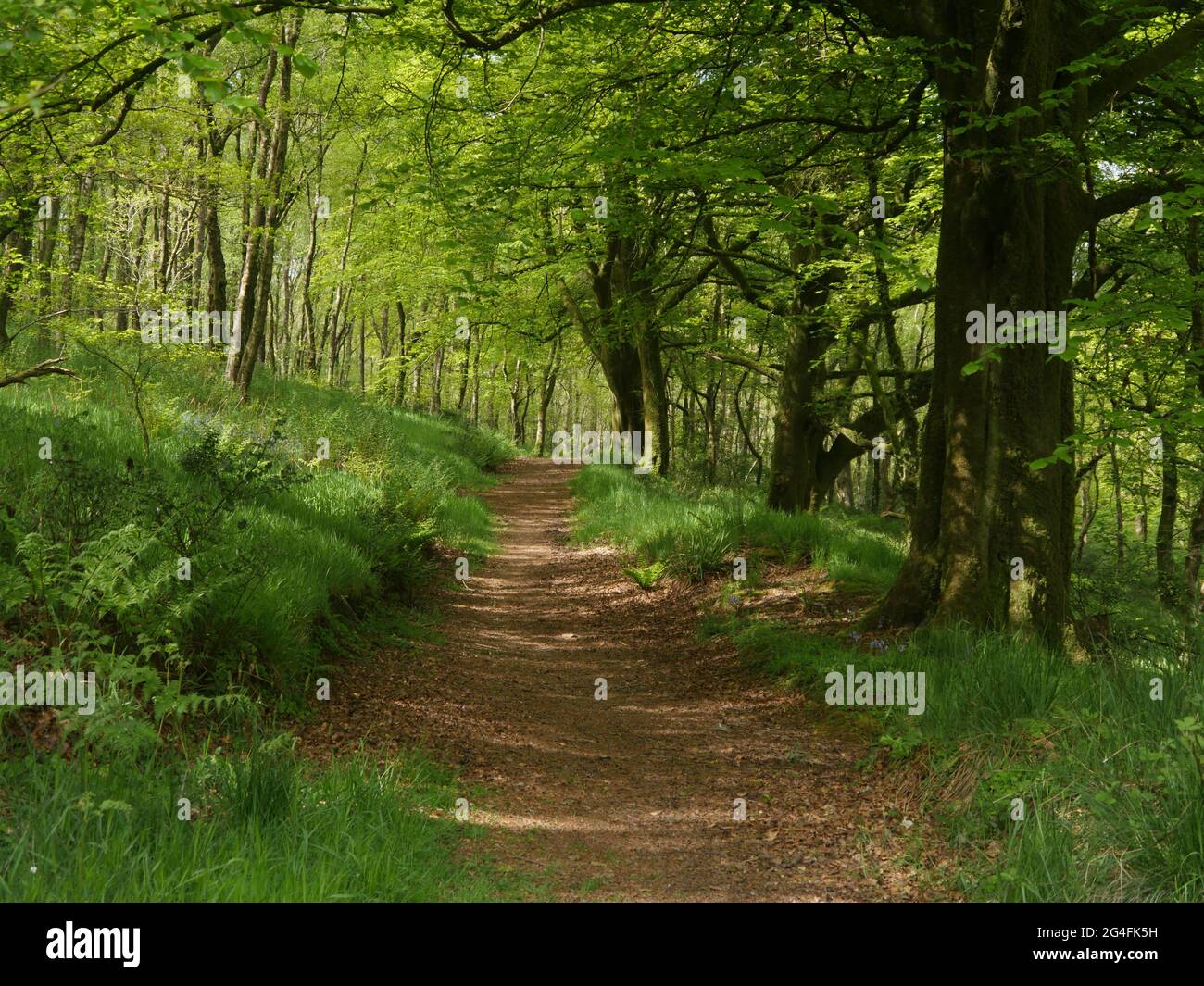 Dappled woodland floor hi-res stock photography and images - Alamy