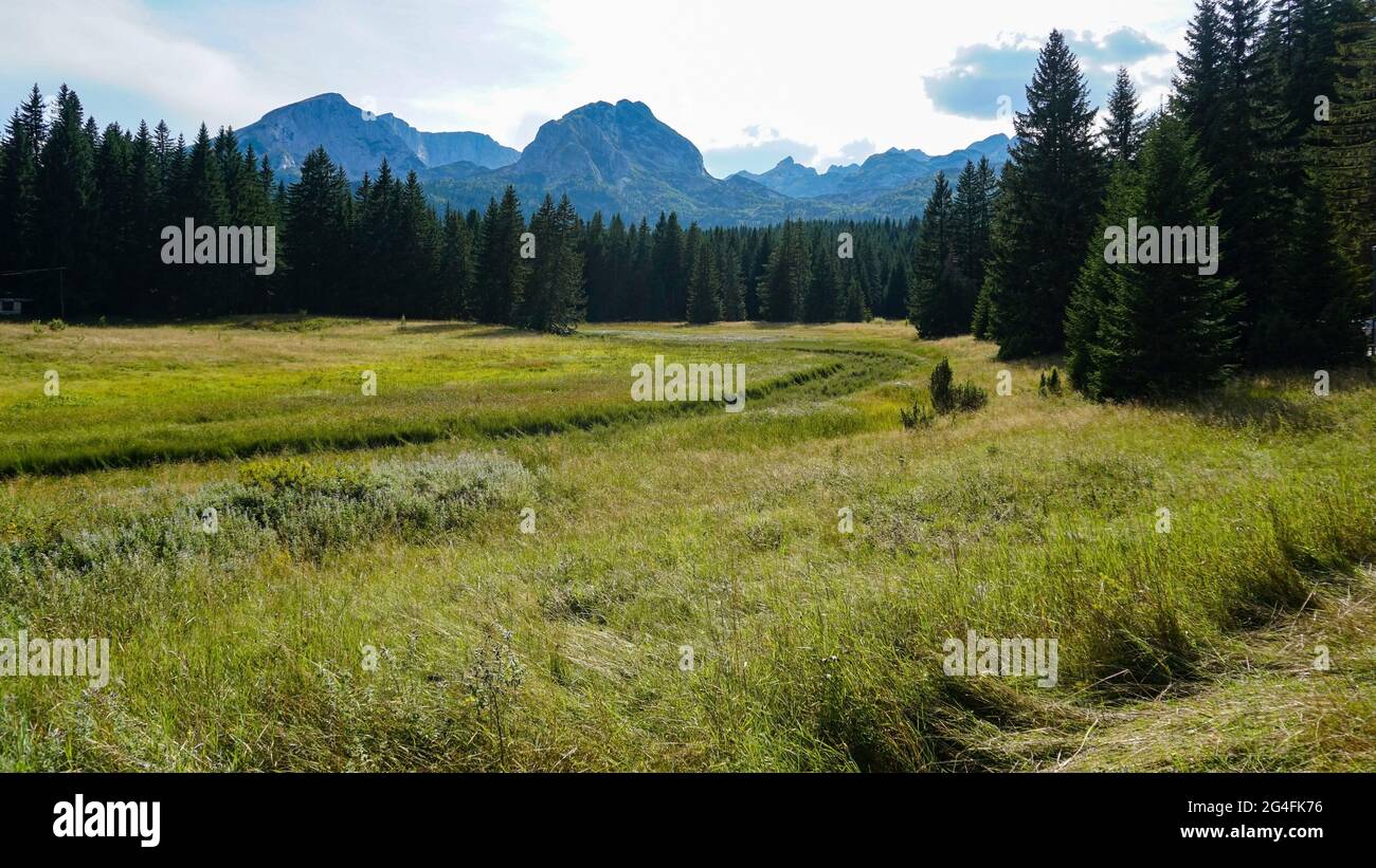 Beautiful green valley in the mountains covered with forest. Uncut ...