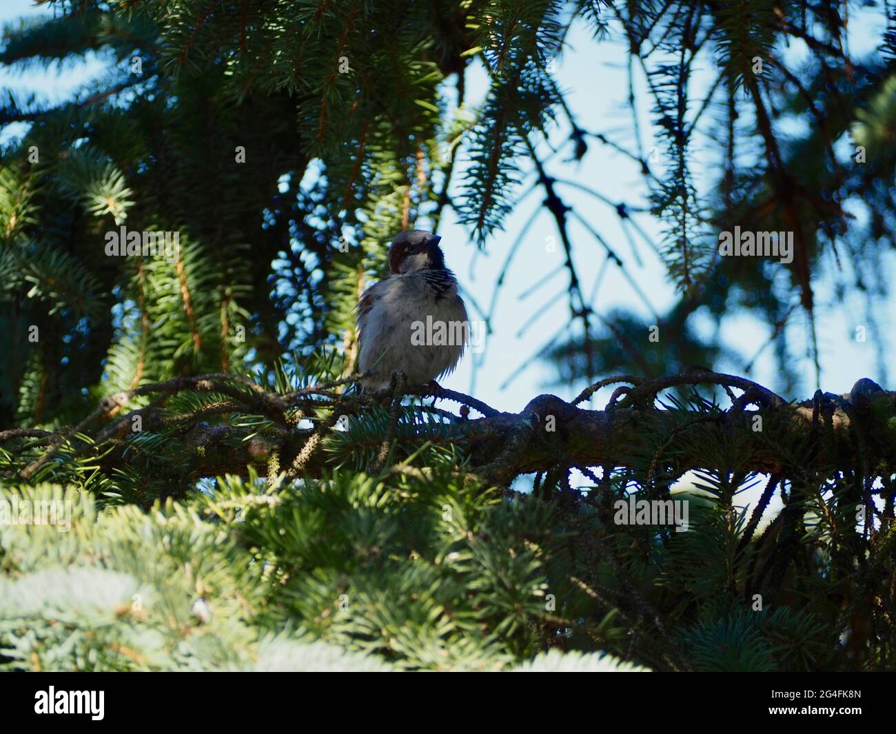 A small bird sat in a tree. Evergreen tree. Nature. Wildlife. Take a ...
