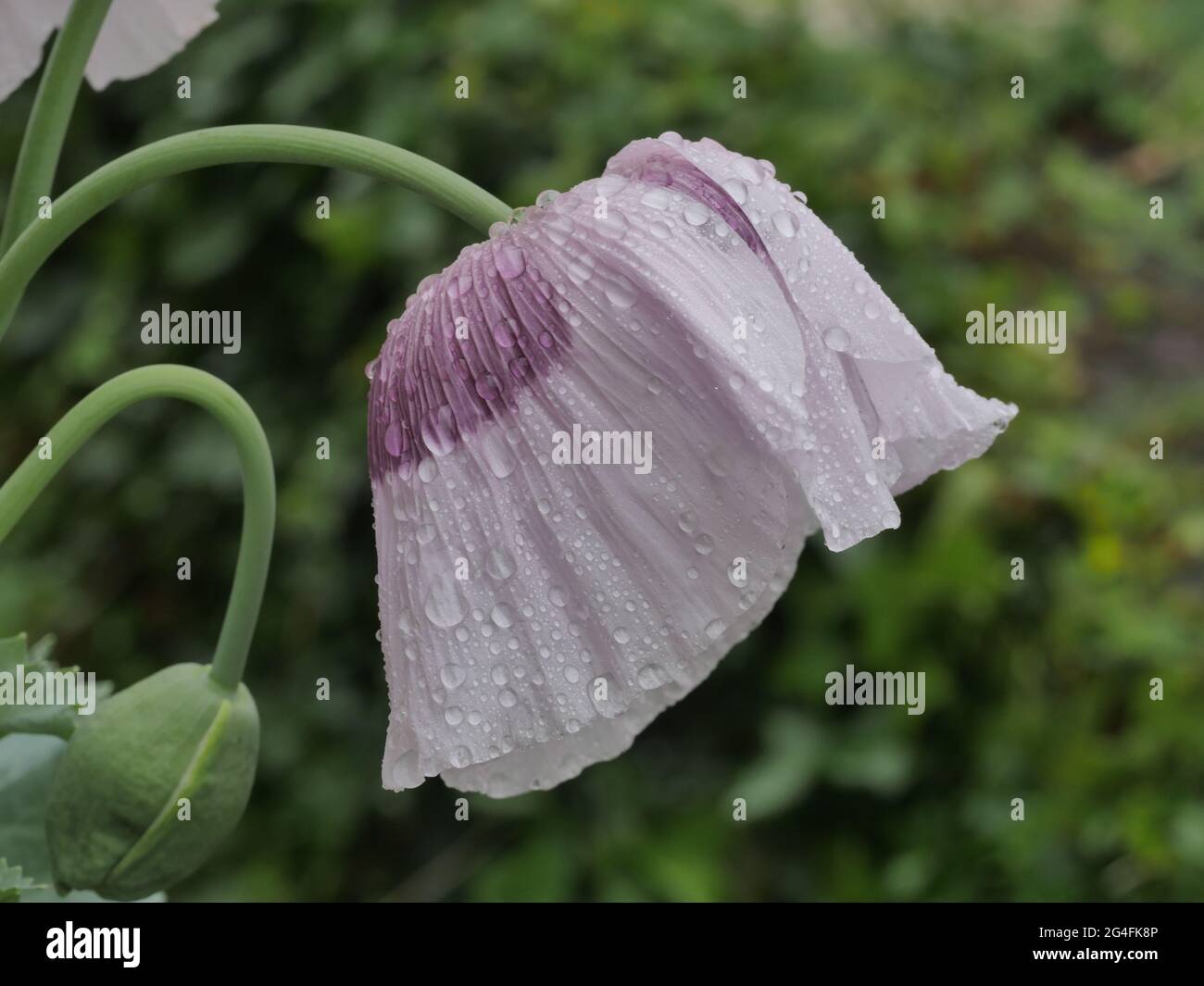 Poppy flower drooping after rain Stock Photo - Alamy
