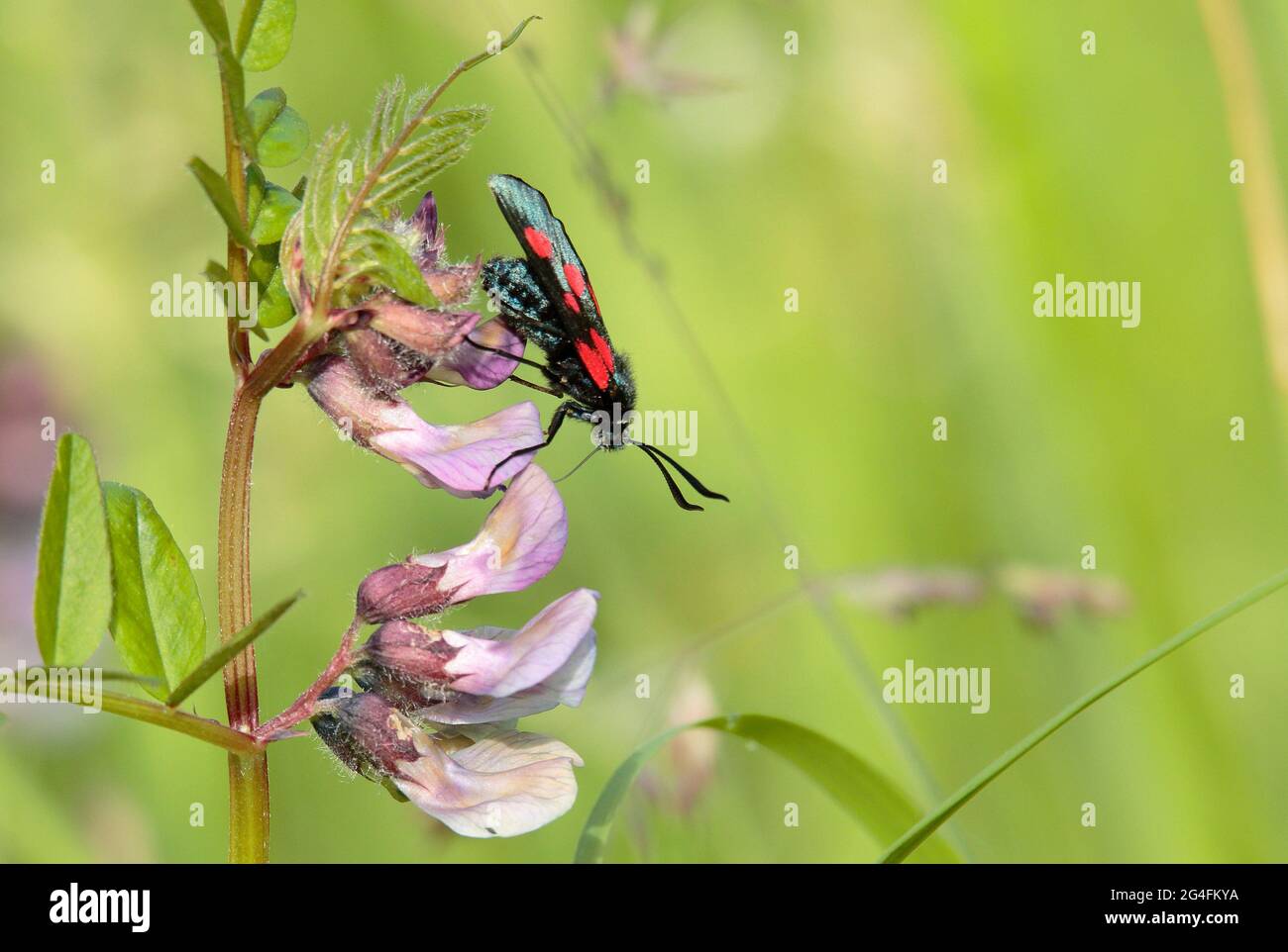 Photographing Moths High Resolution Stock Photography and Images - Alamy