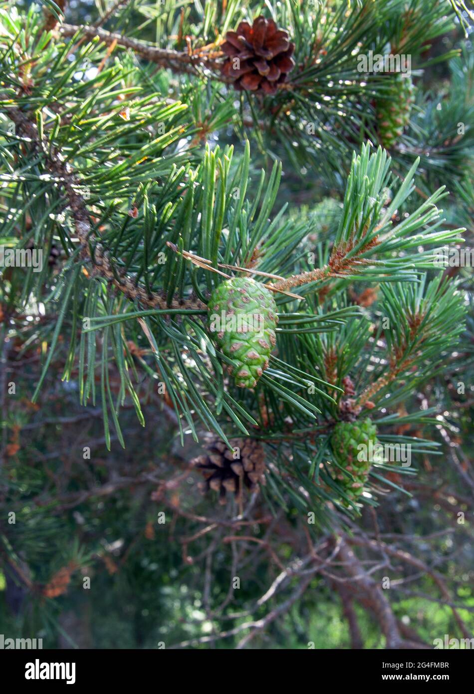 Vegetation cone hi-res stock photography and images - Alamy