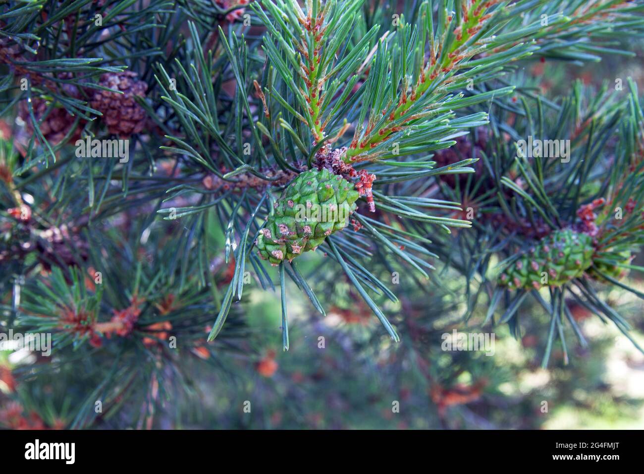 Vegetation cone hi-res stock photography and images - Alamy