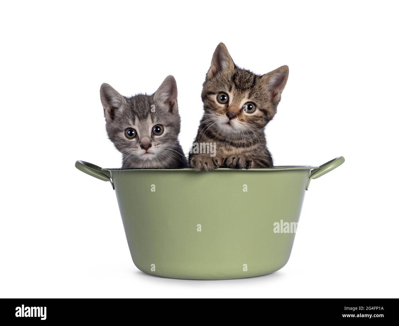 Cute tabby house cat kittens, sitting together in green bucket. Looking ...