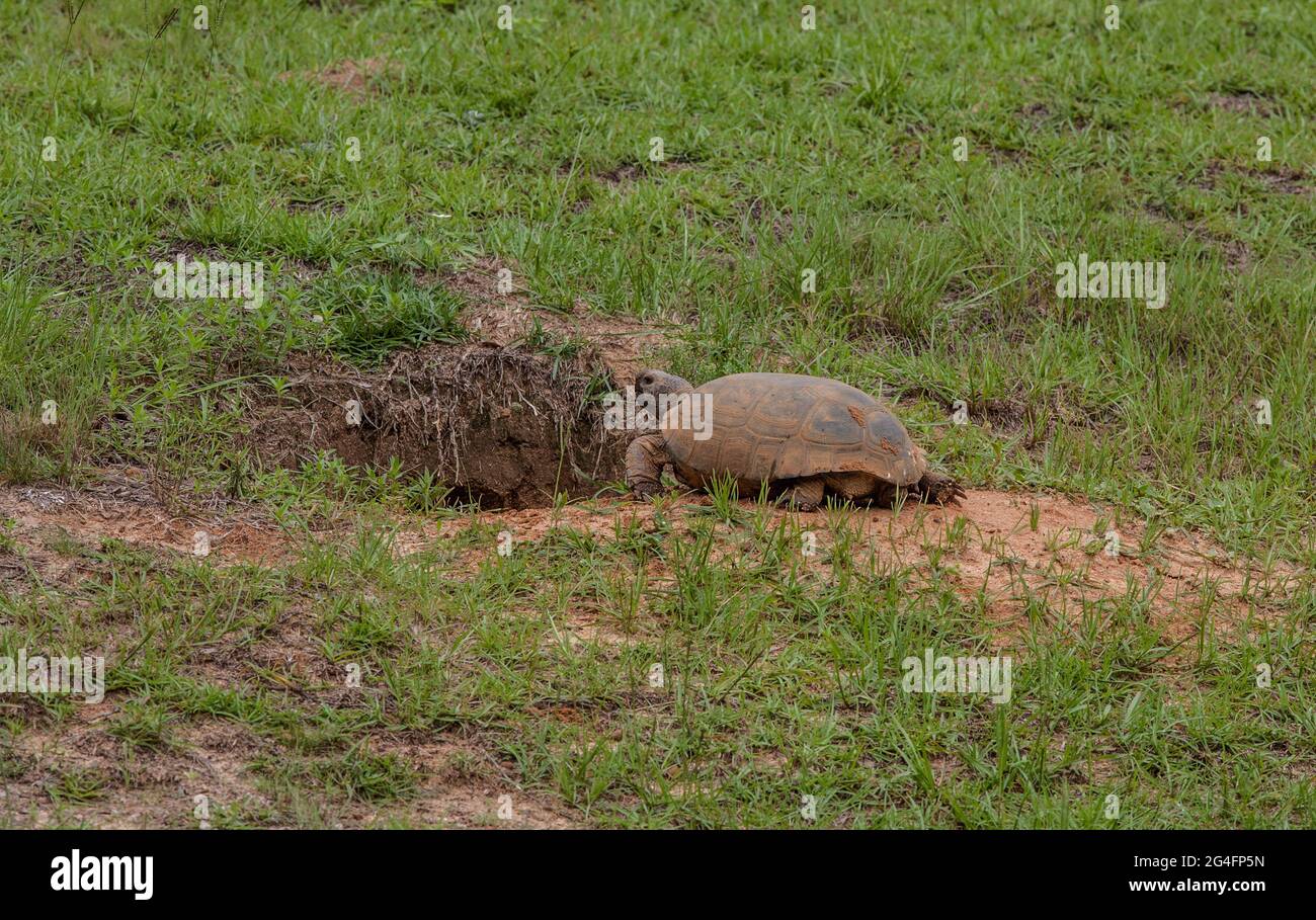 Gopher Tortoise (Gopherus polyphemus) returning to its burrow near ...