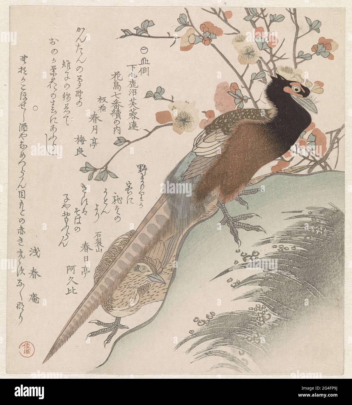 . Two pheasants on a hill with a blossom branch in the background. With ...