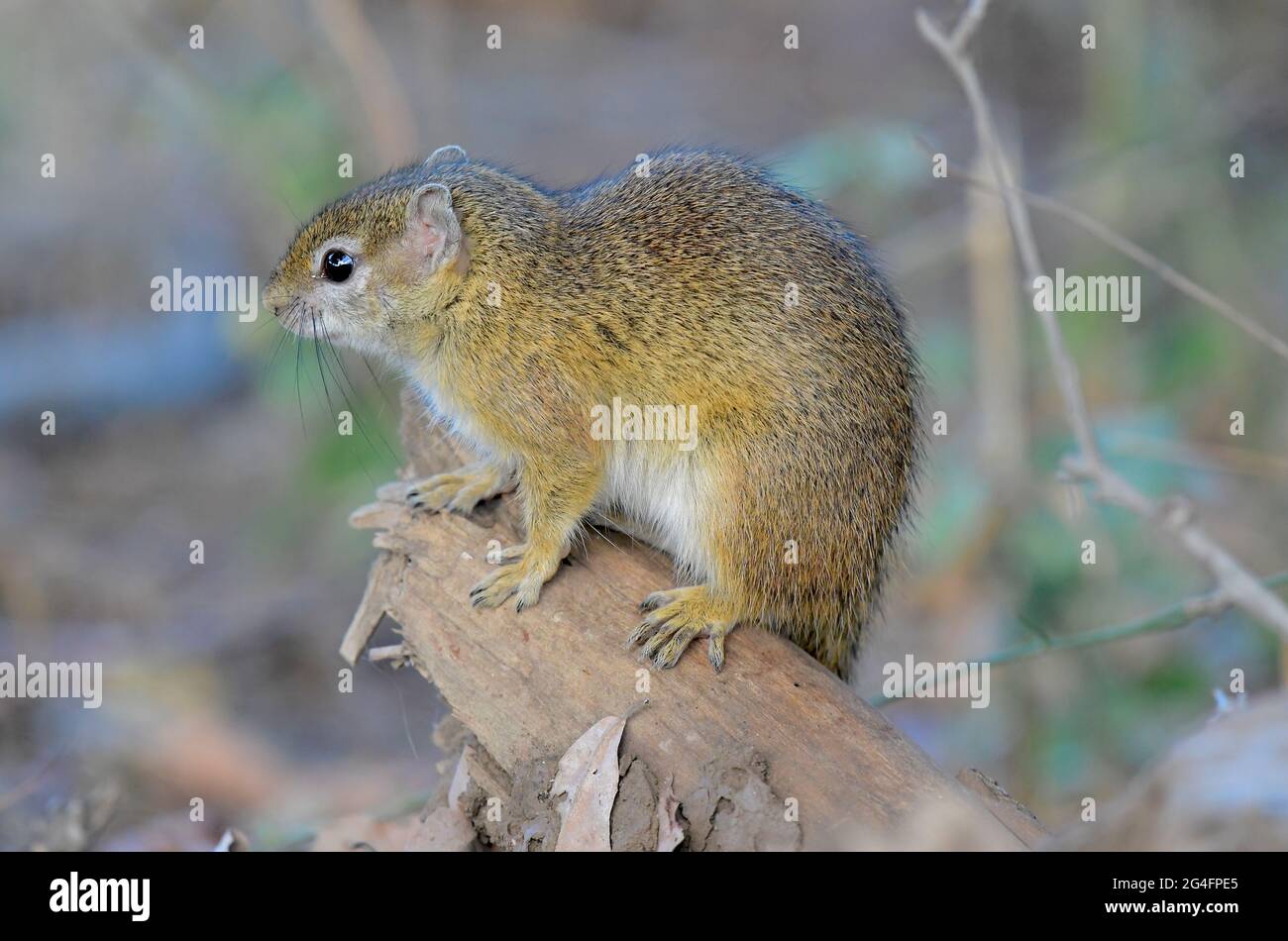 Smiths squirrel hi-res stock photography and images - Alamy