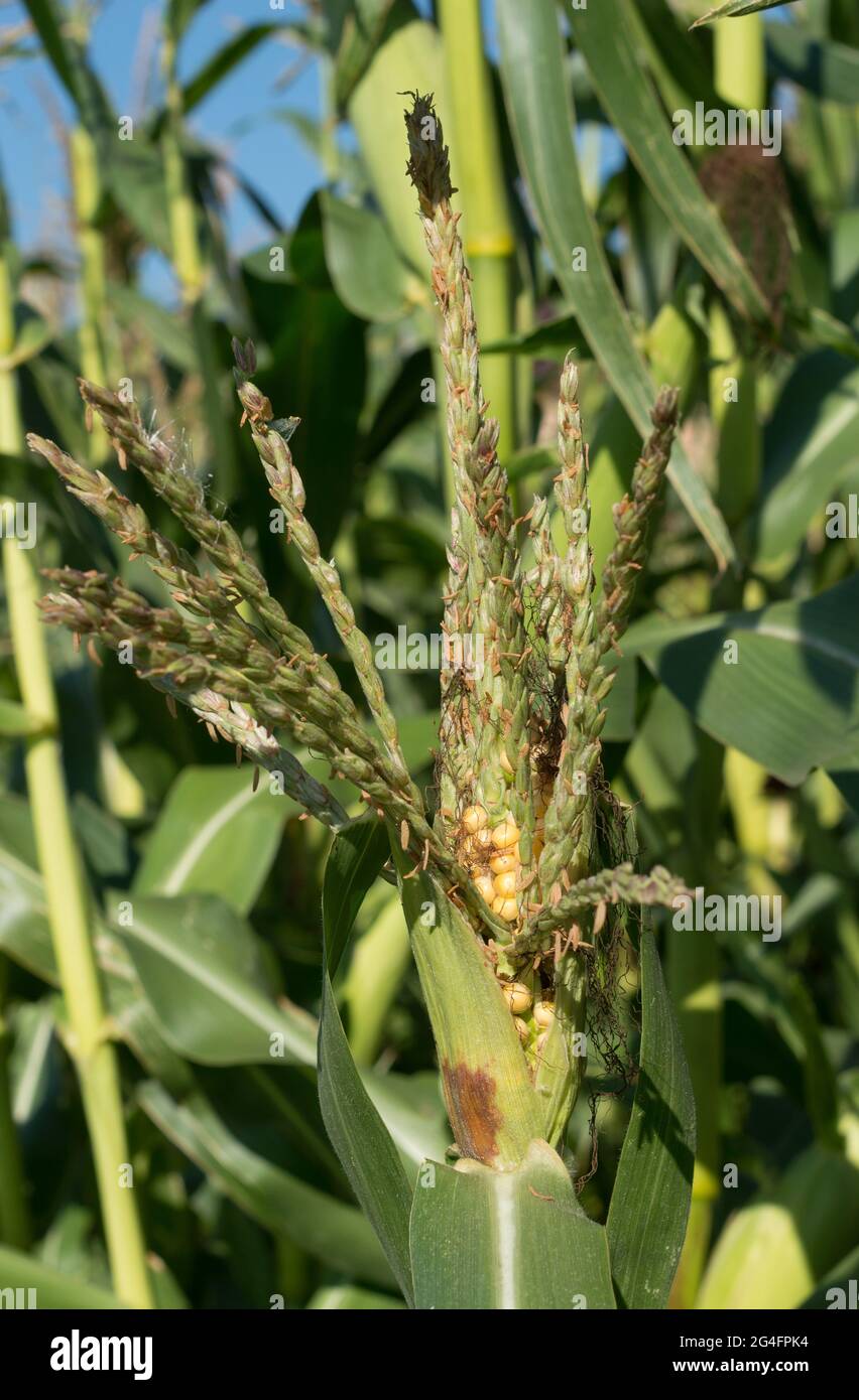 Corn stamen hi-res stock photography and images - Alamy