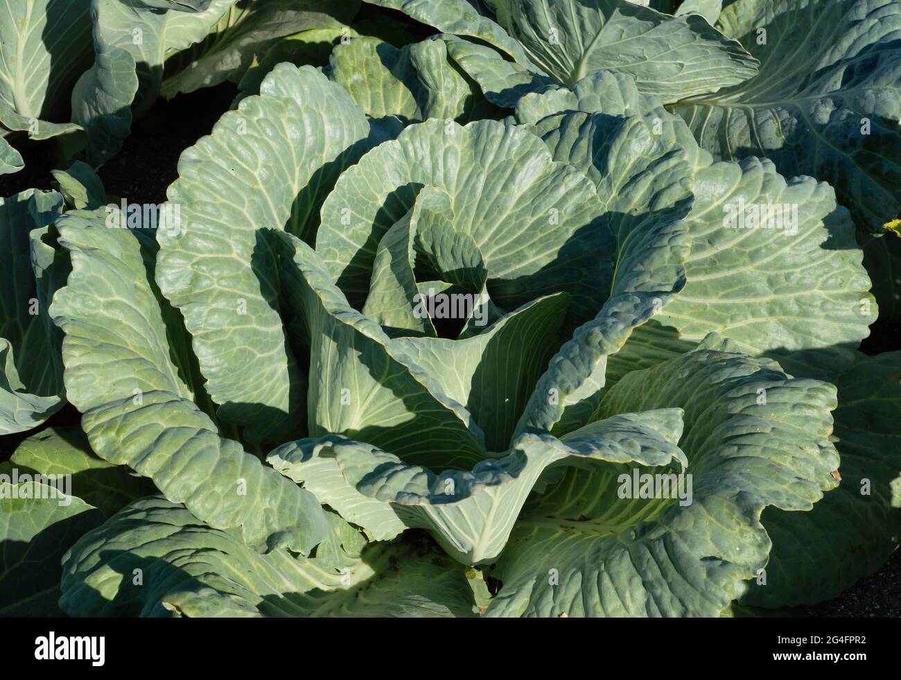 Field beautiful cabbage in village hi-res stock photography and images ...