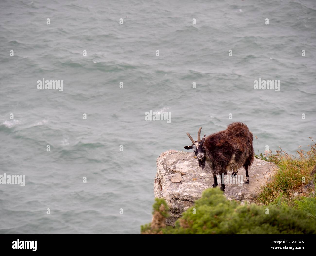 Feral goat on rocky ledge overlooking sea on rugged north Devon coast ...