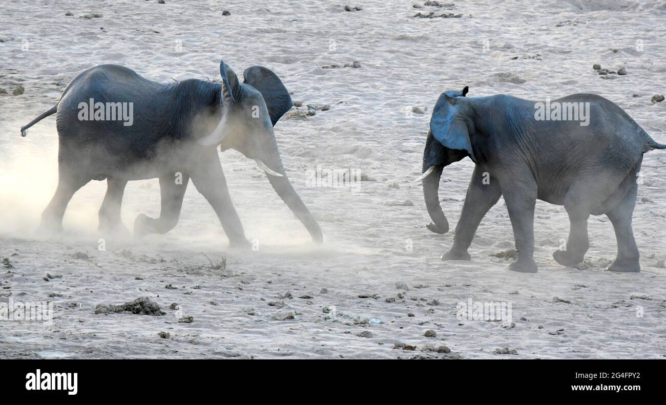 Elephant dig land hi-res stock photography and images - Alamy
