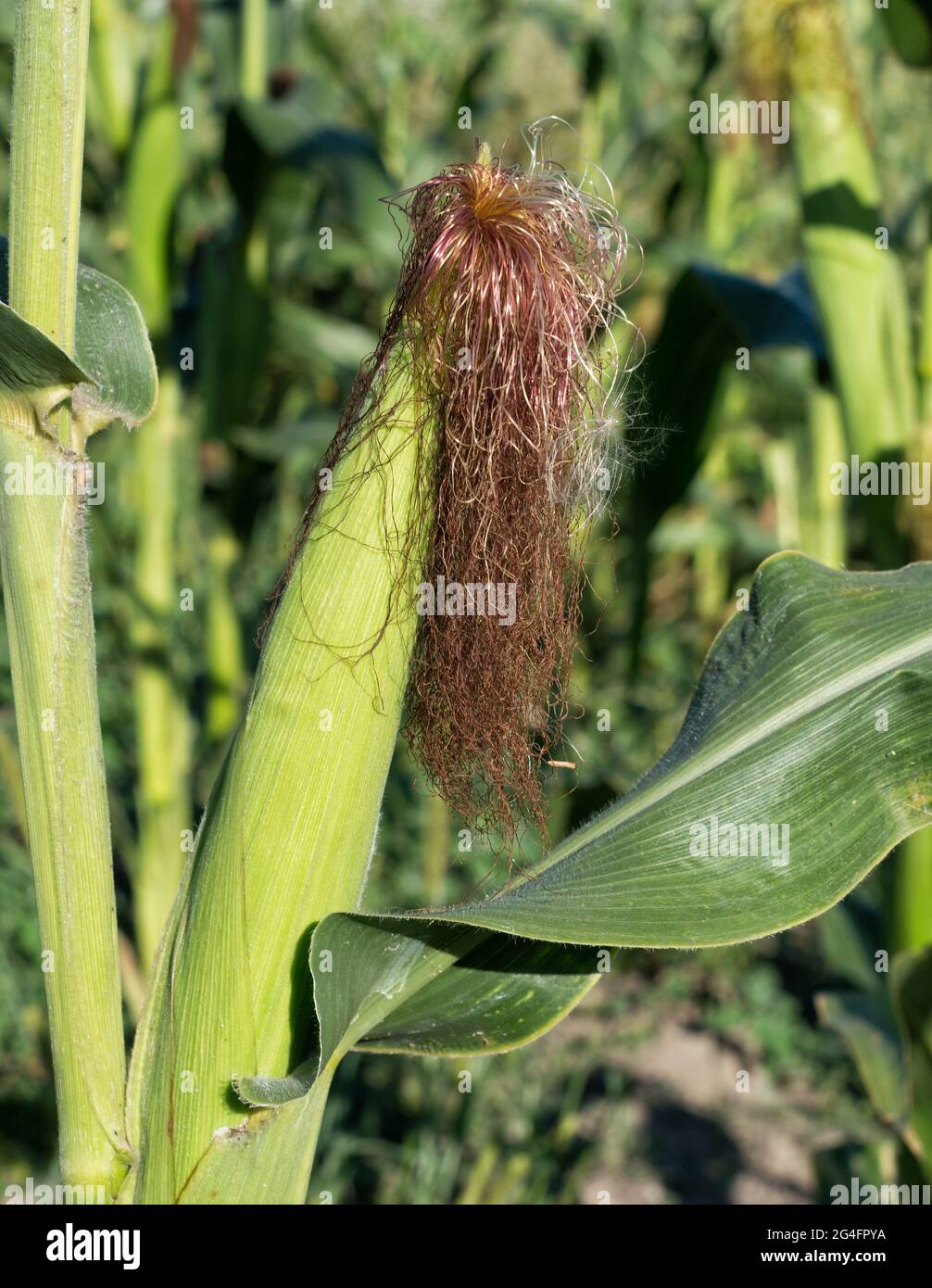 Corn stamen hi-res stock photography and images - Alamy