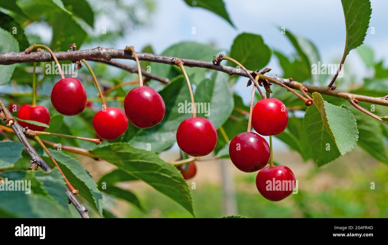 Morello cherry tree hi-res stock photography and images - Alamy