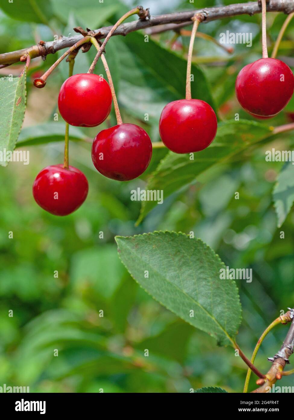 Morello cherry tree hi-res stock photography and images - Alamy
