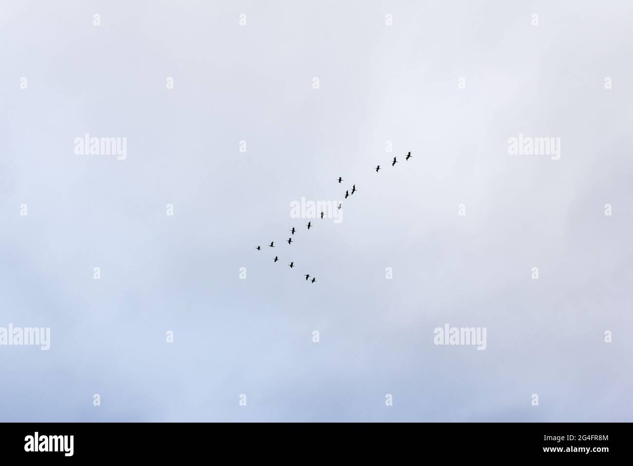 Birds flying storm weather hi-res stock photography and images - Alamy