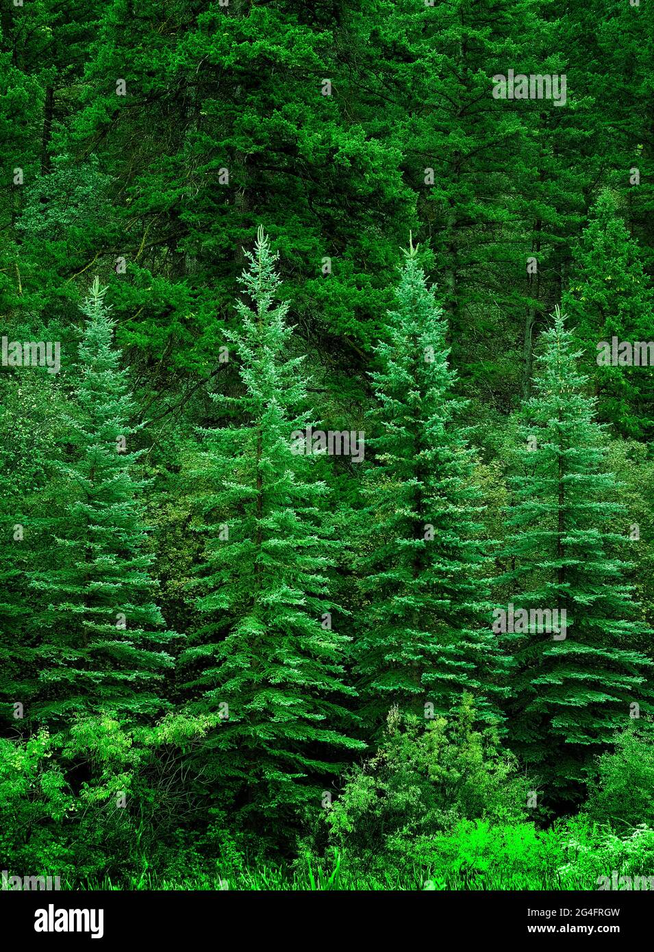 Lush green pine trees forest in wilderness growth Stock Photo - Alamy