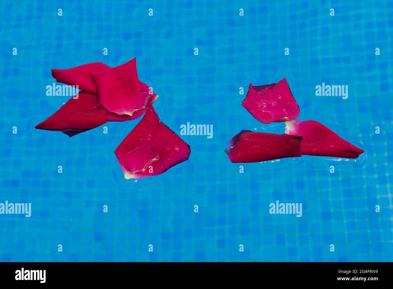 red rose petals floating in the blue pool Stock Photo - Alamy