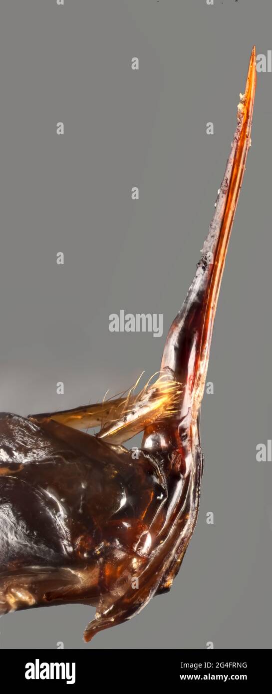 Bumblebee sting hi-res stock photography and images - Alamy