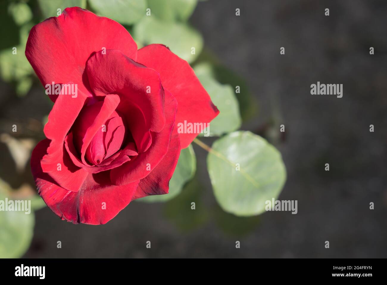 red rose blossom in the garden and dark background floral close-up ...