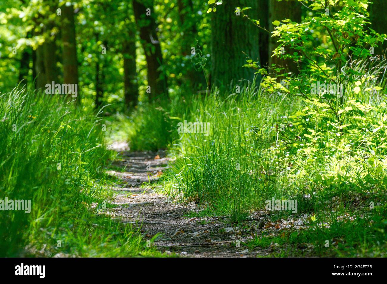 A narrow pathway surrounded by grass and trees captured in the forest ...