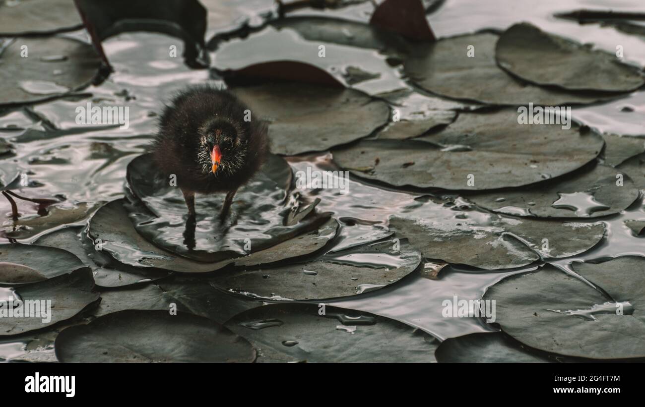Lily Pad Vulnerable High Resolution Stock Photography and Images - Alamy