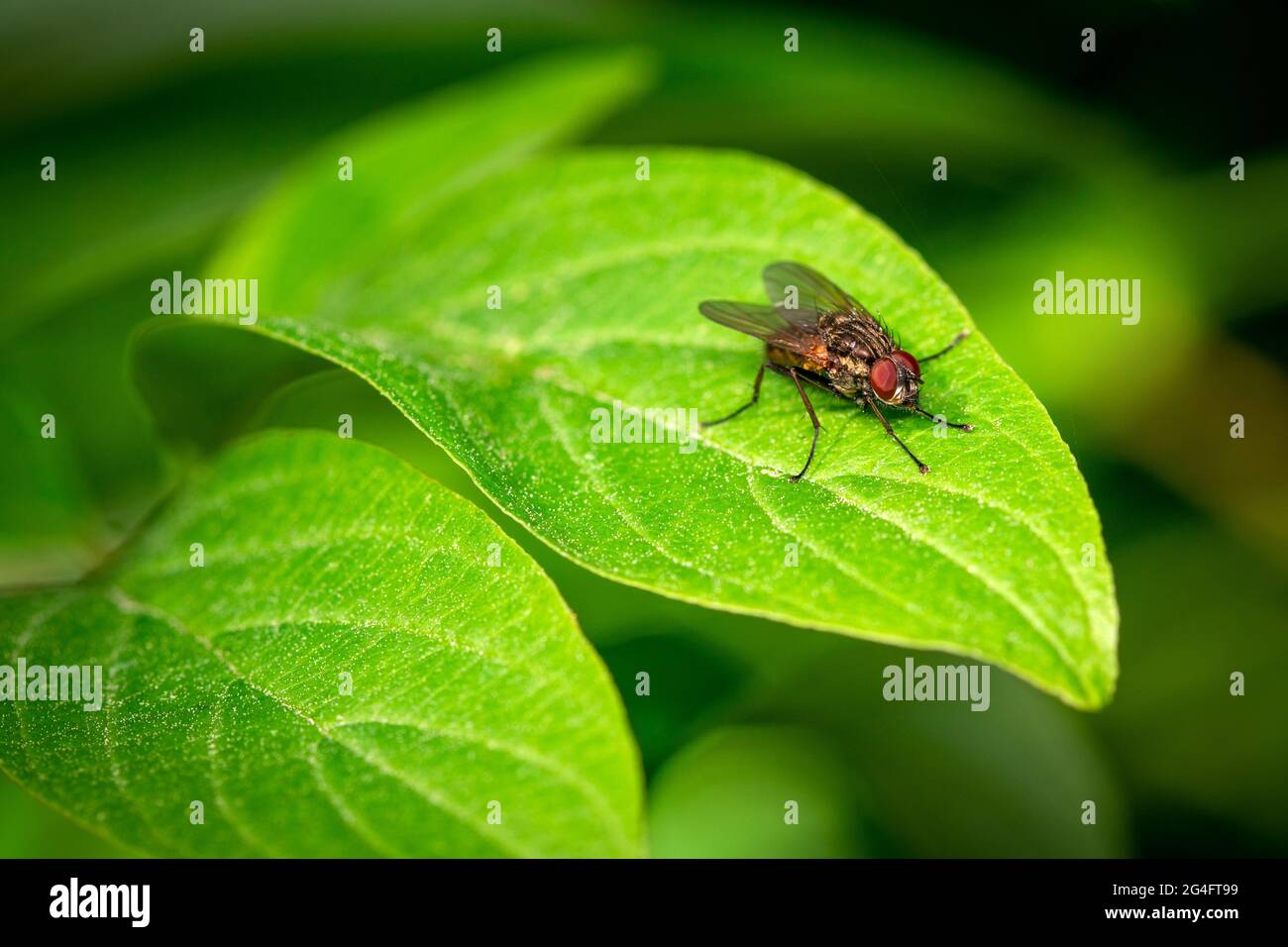 Detail of a blowfly sitting on a leaf against a dark green background ...