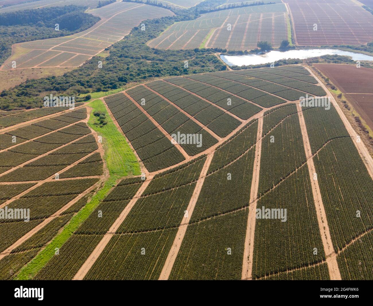 Plantation drone view hi-res stock photography and images - Alamy