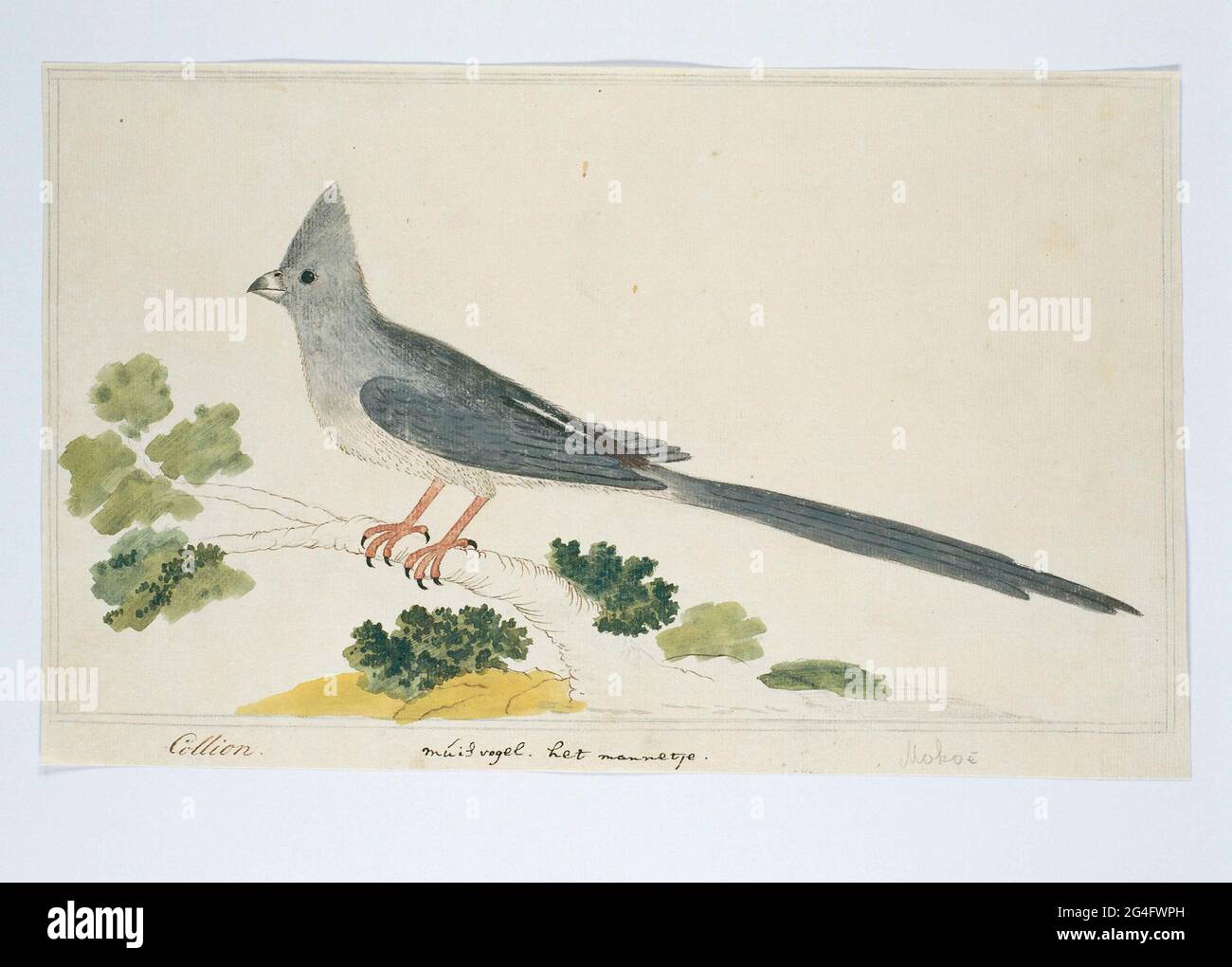 . Bird study: White cross mice (Colius Colius); the little man Stock ...