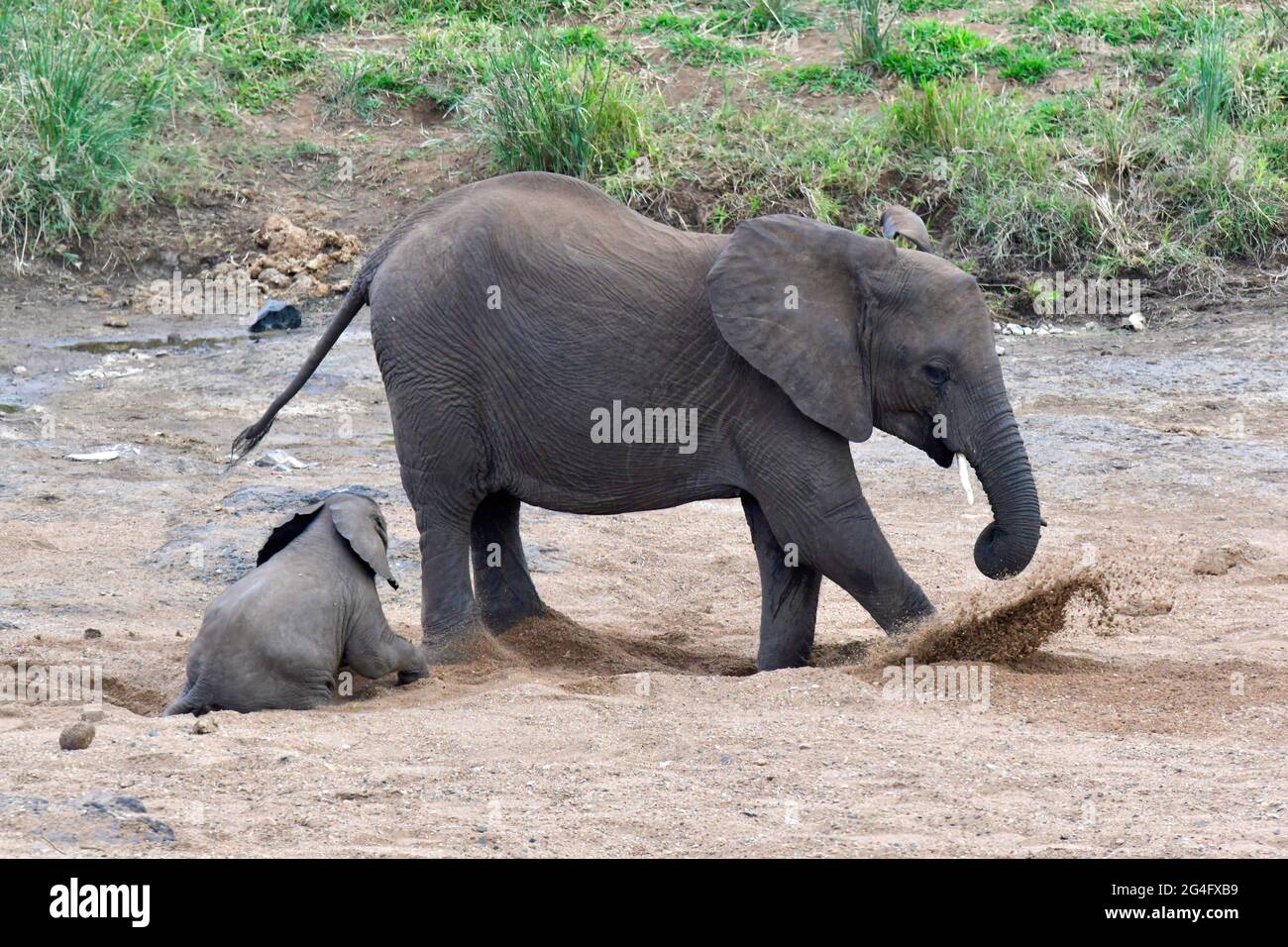 Elephant dig land hi-res stock photography and images - Alamy
