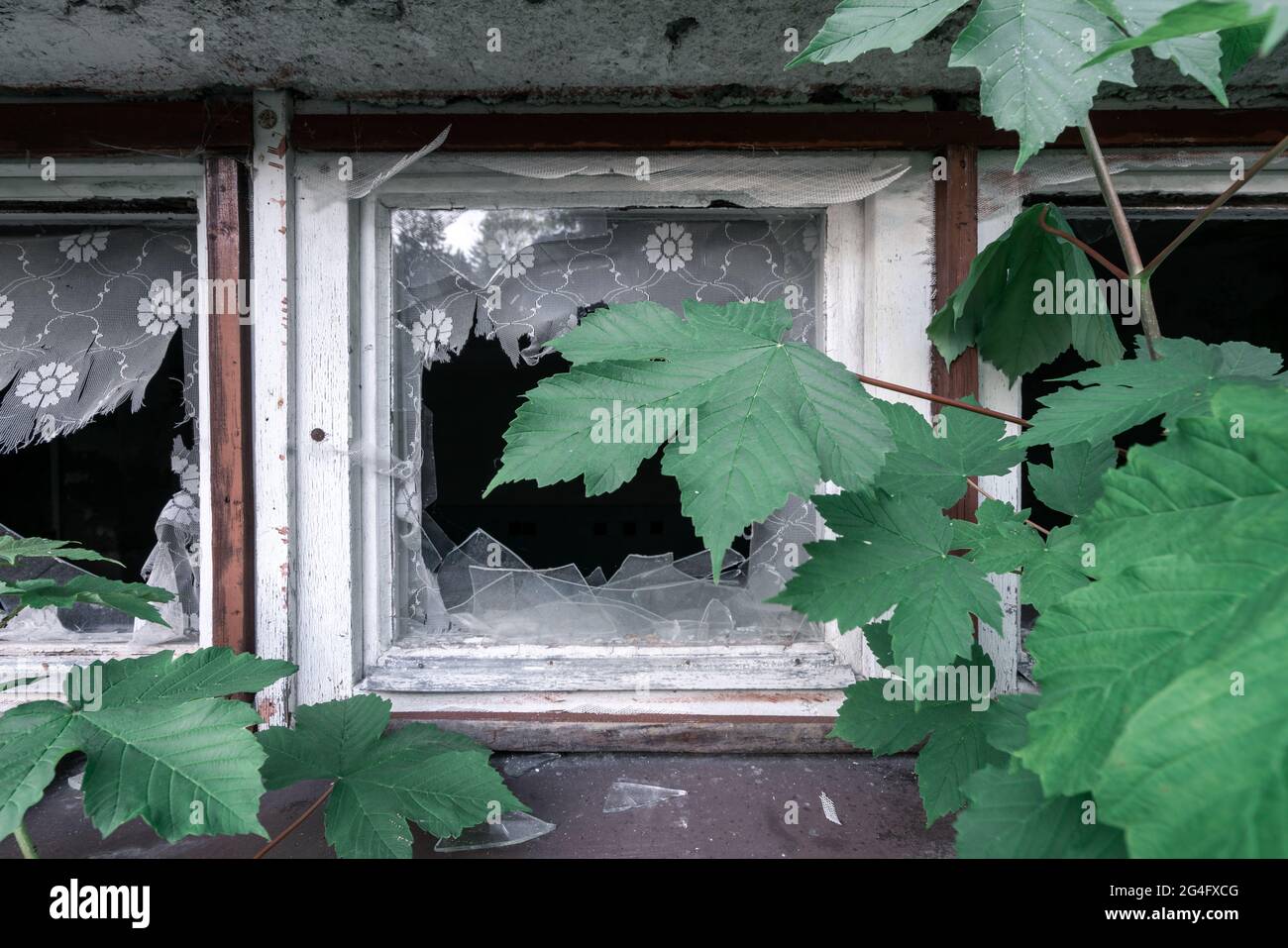 Green leaf of maple tree covering small broken window with red frame ...