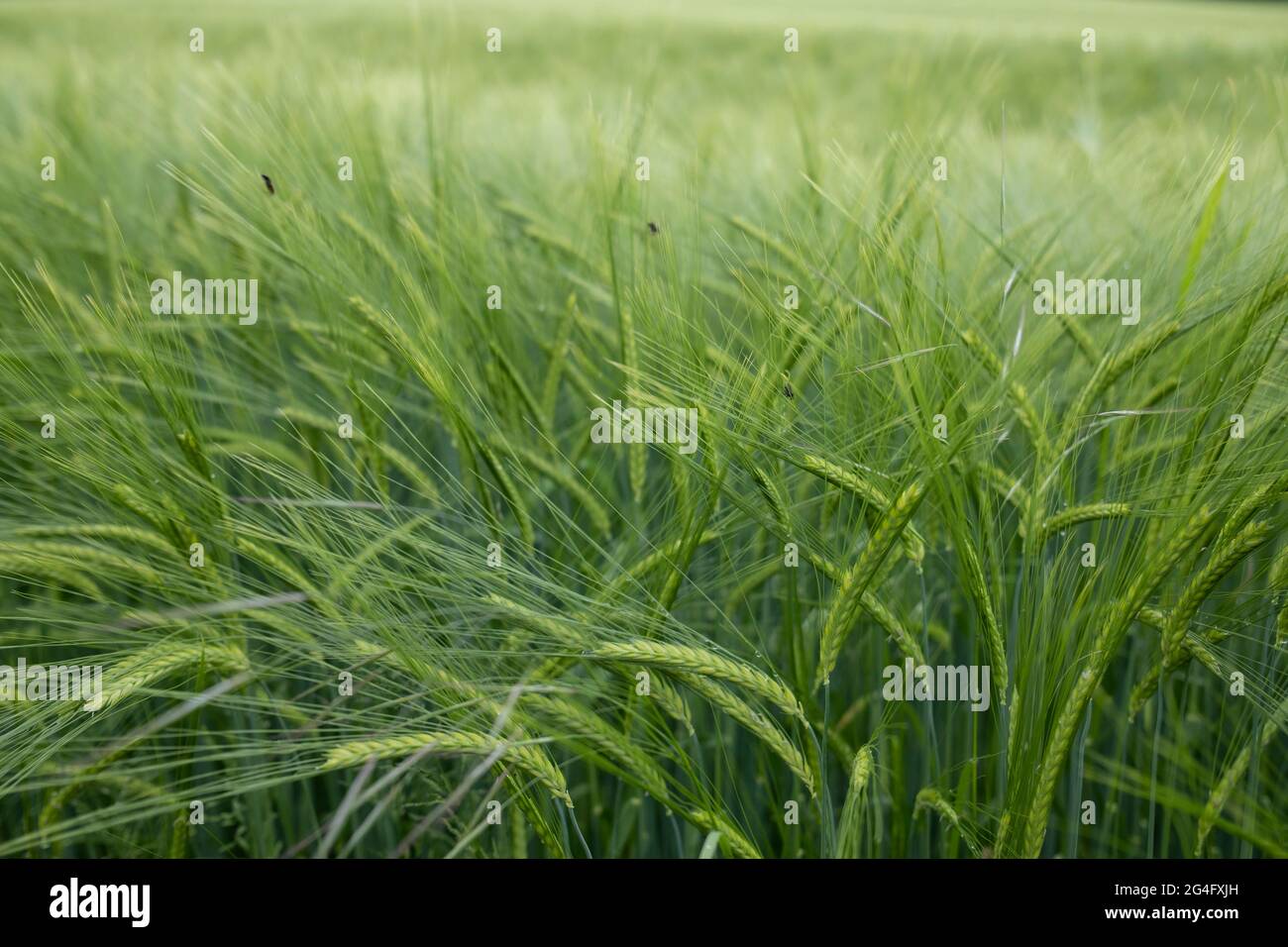 Barley field on agricultural farmland in Shropshire on 6th June 2021 in ...