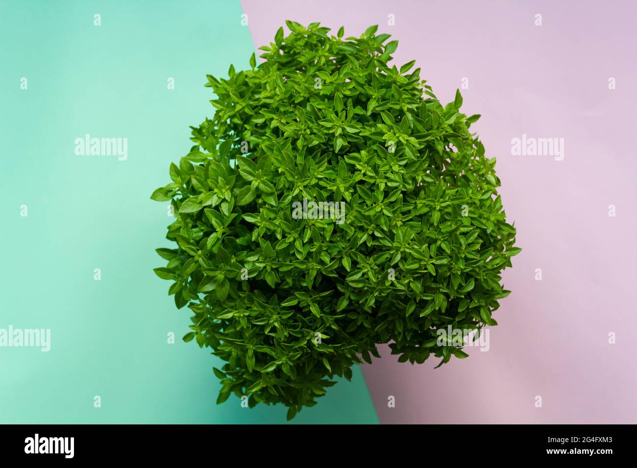 Top view of portuguese manjerico plant on pink and blue background ...