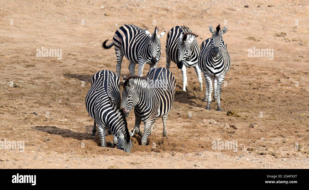 Burchell's zebra in Kruger Park, South Africa Stock Photo - Alamy