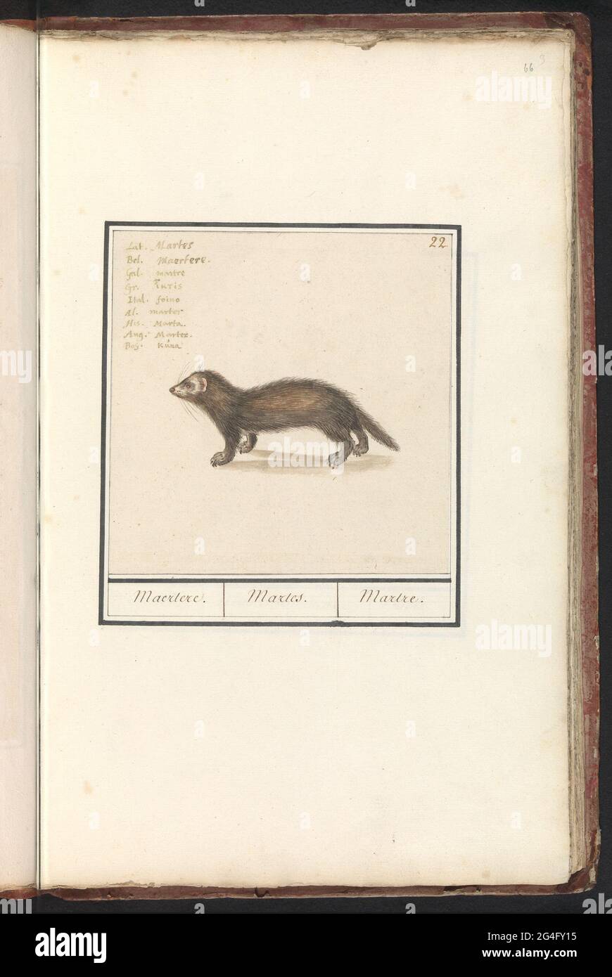 Marter (Martes); Maertere. / Martes. / Martre .. Marter. At the top ...