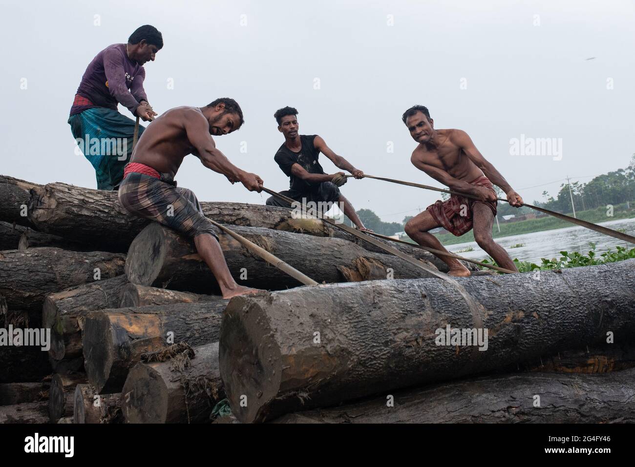Dhaka, Dhaka, Bangladesh. 21st June, 2021. Workers try to pull tree ...