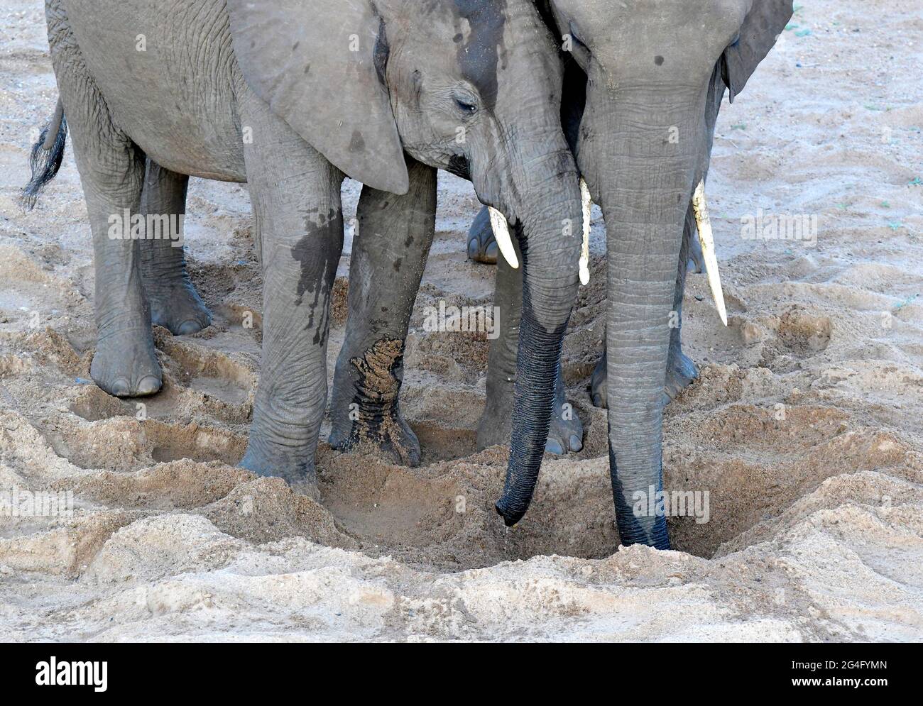 Elephant digging tusks hi-res stock photography and images - Alamy