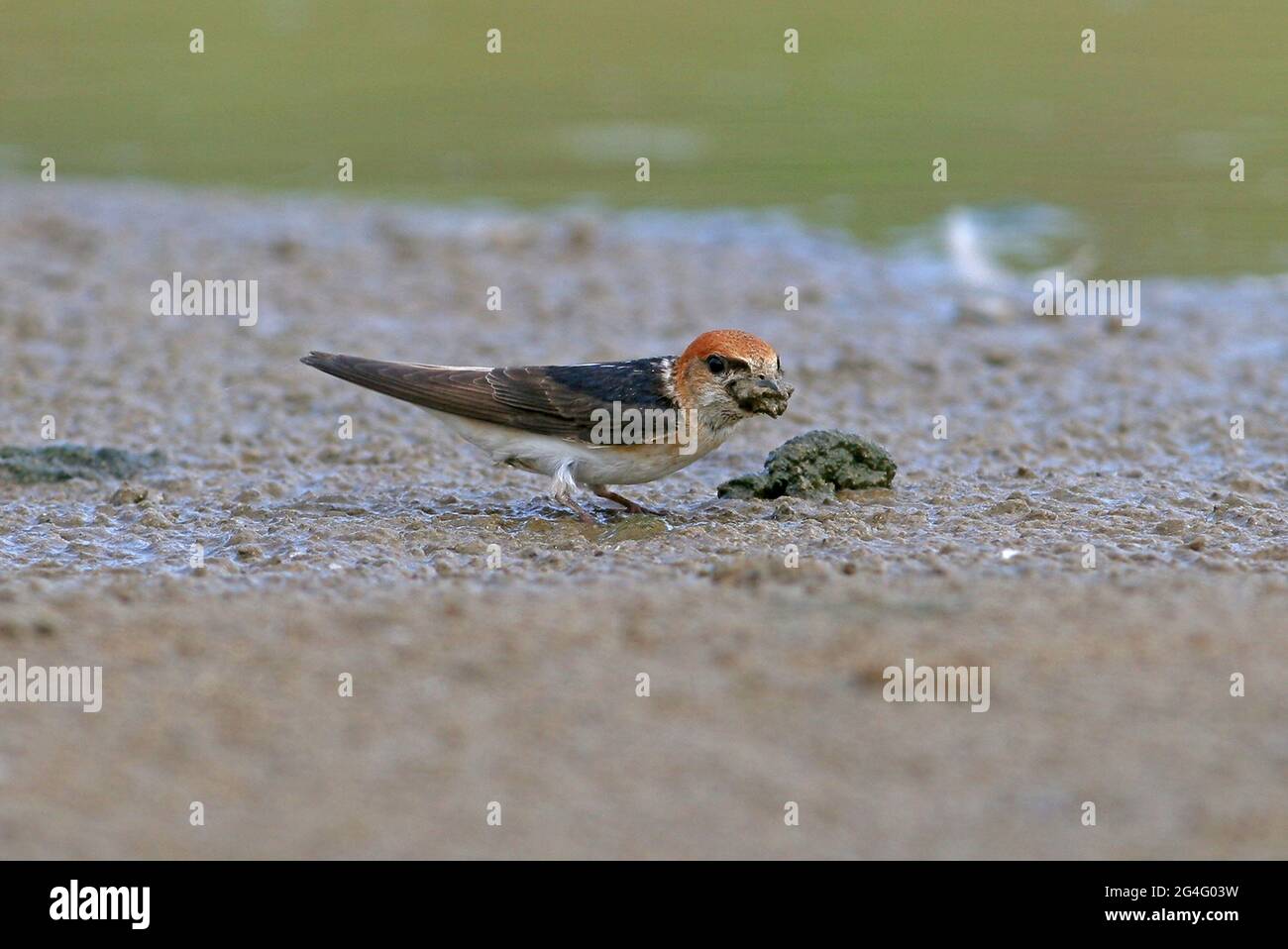 Fairy Martin (Petrochelidon ariel) on mudflat with a beak full of mud ...