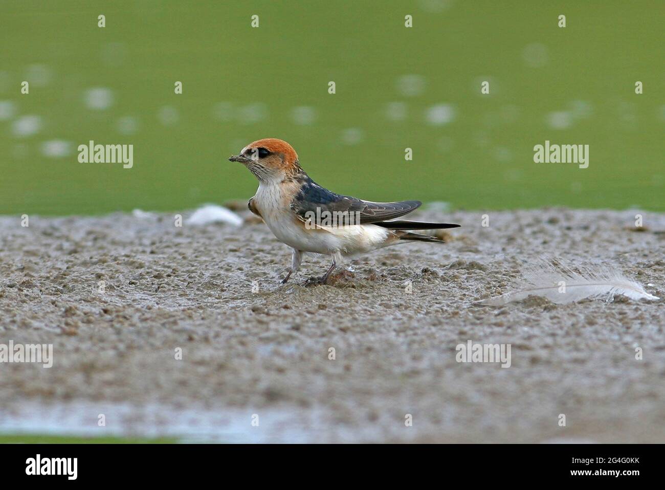 Fairy Martin (Petrochelidon ariel) on mud to collect nest material ...