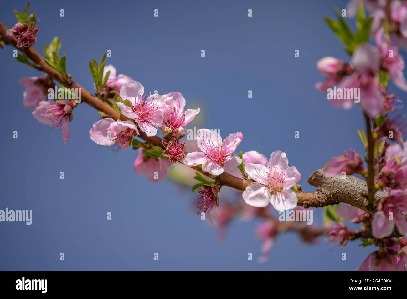 Florecidos hi-res stock photography and images - Alamy