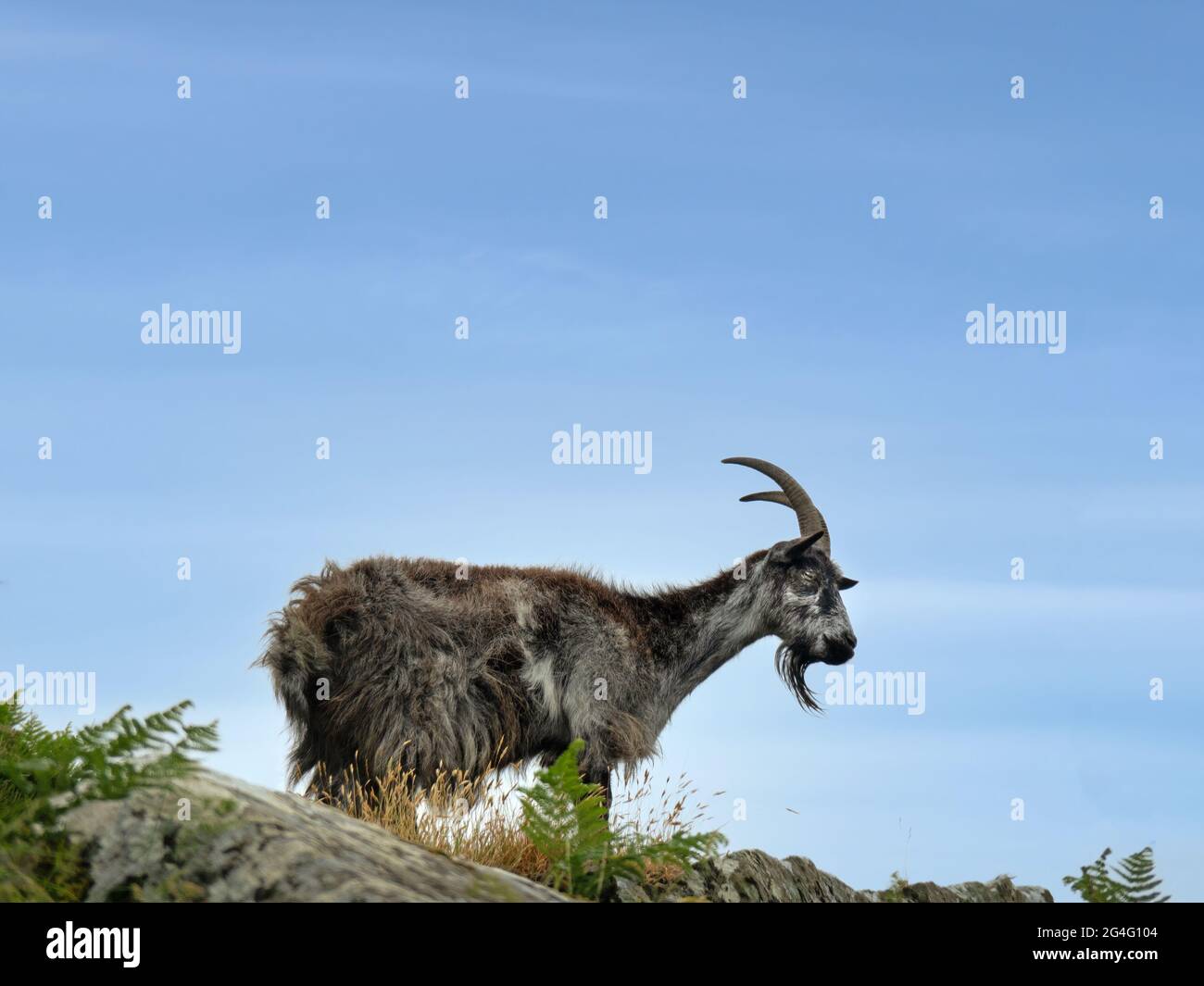 Feral wild goat on rocky ledge viewed from below against sky in Valley ...