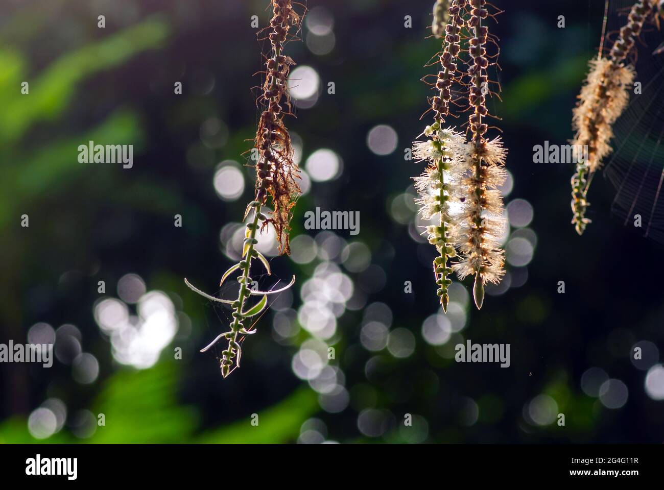 Melaleuca cajuputi flower, commonly known as cajuput, in shallow focus ...