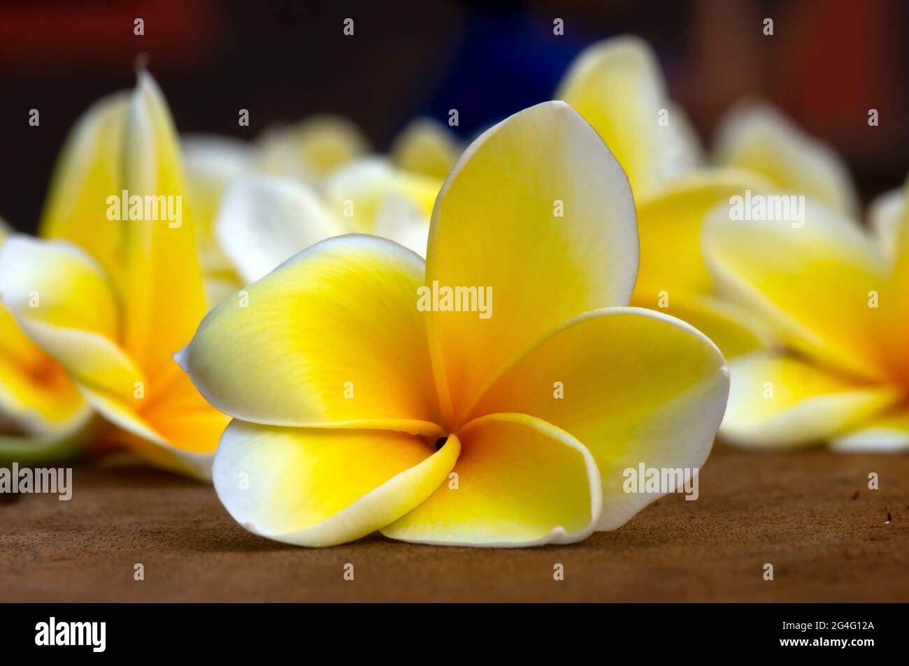 Bali flowers plumeria flowers bali hi-res stock photography and images ...