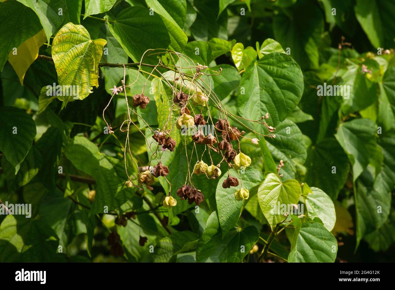 Tahongai, guest tree (Kleinhovia hospita), known as Timoho (Java ...