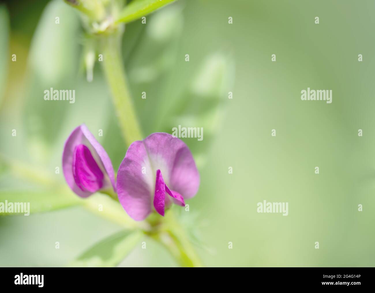 Pink pea flower hi-res stock photography and images - Alamy