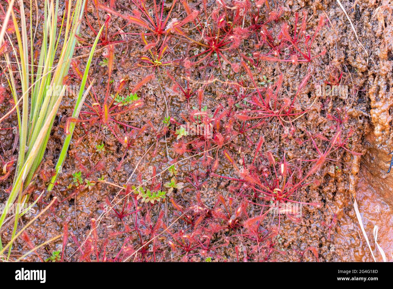 Large colony of red Drosera capensis (a canrivorous plant from the ...
