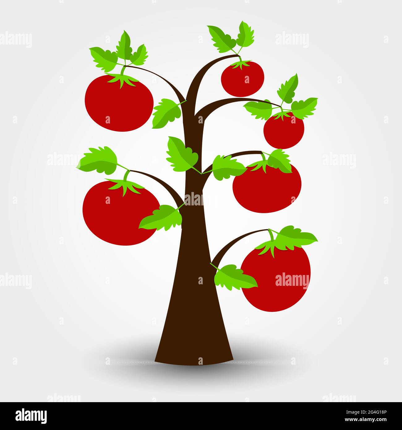 Tomato tree isolated on a gray background with shadow. Editable Stock ...