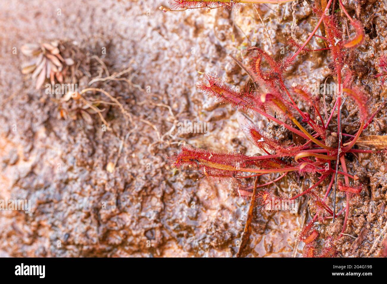 Close-up of a single plant of Drosera capensis (a carnivorous plant ...